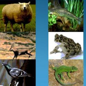 Animales Vertebrados - Trivias - Juego educativo - Ciencias - Mobbyt