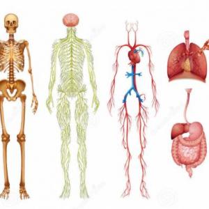 Sistemas y aparatos - Memorias - Juego educativo - Ciencias - Mobbyt